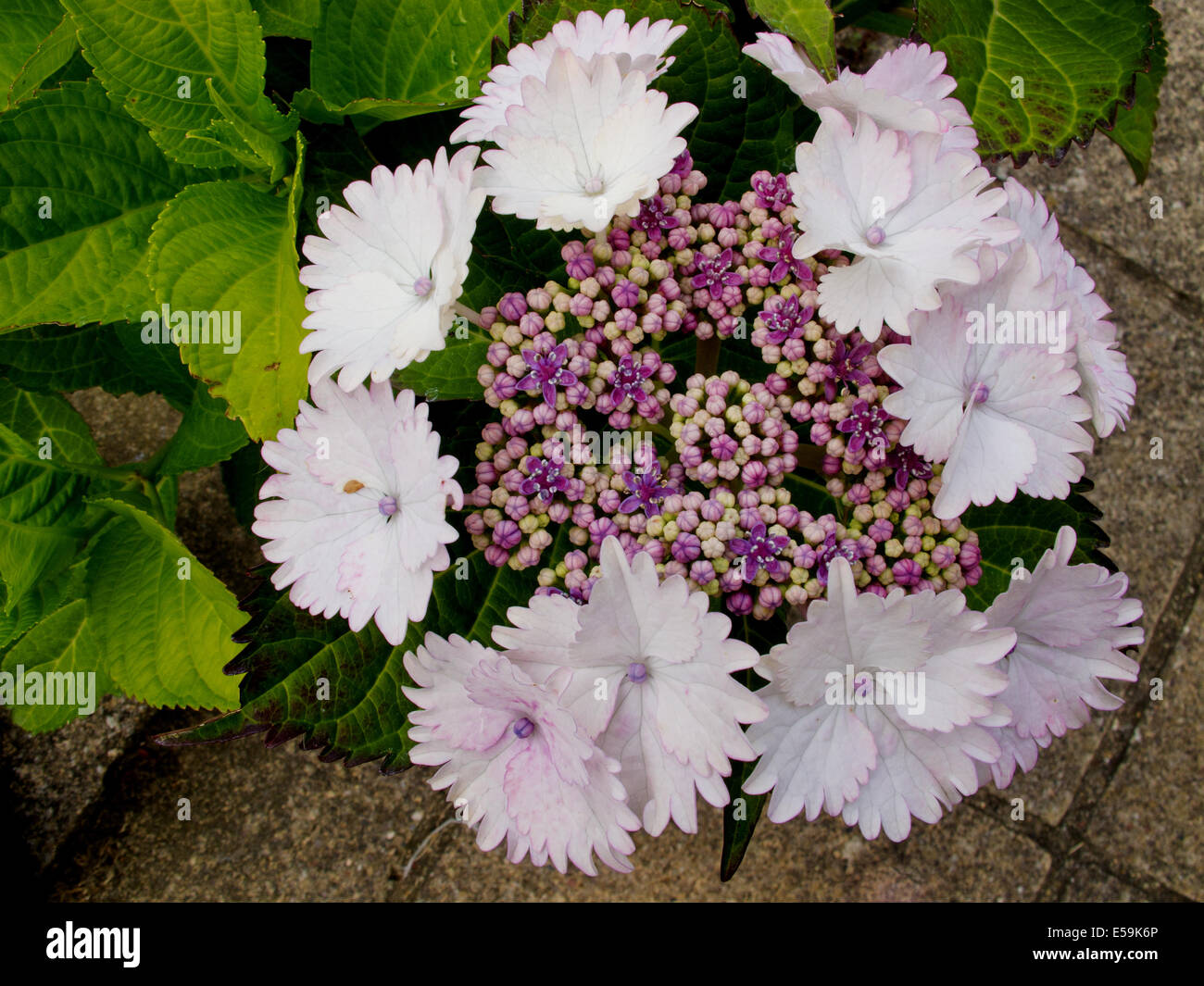 A close up view of the beautiful Hydrangea plant Stock Photo - Alamy