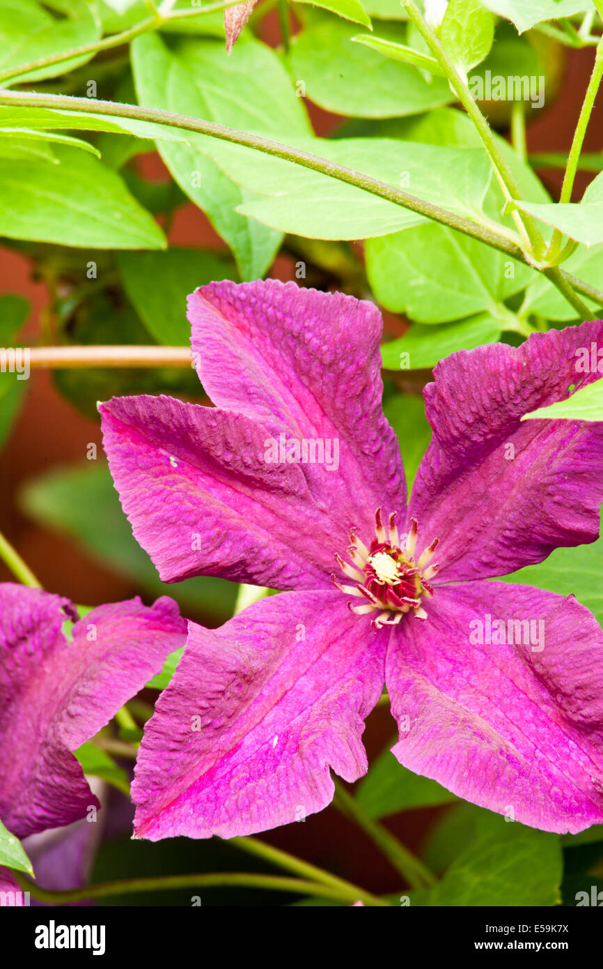 A close up view of the beautiful Clematis flower Stock Photo - Alamy