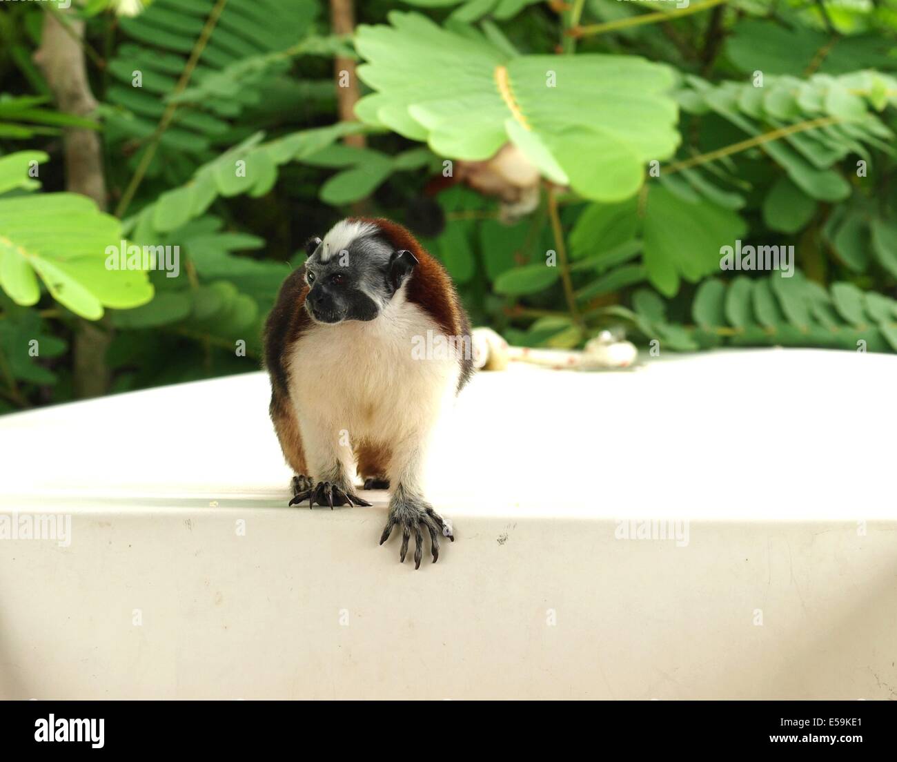 Geoffroy's tamarin monkey Saguinus geoffroyi Stock Photo - Alamy