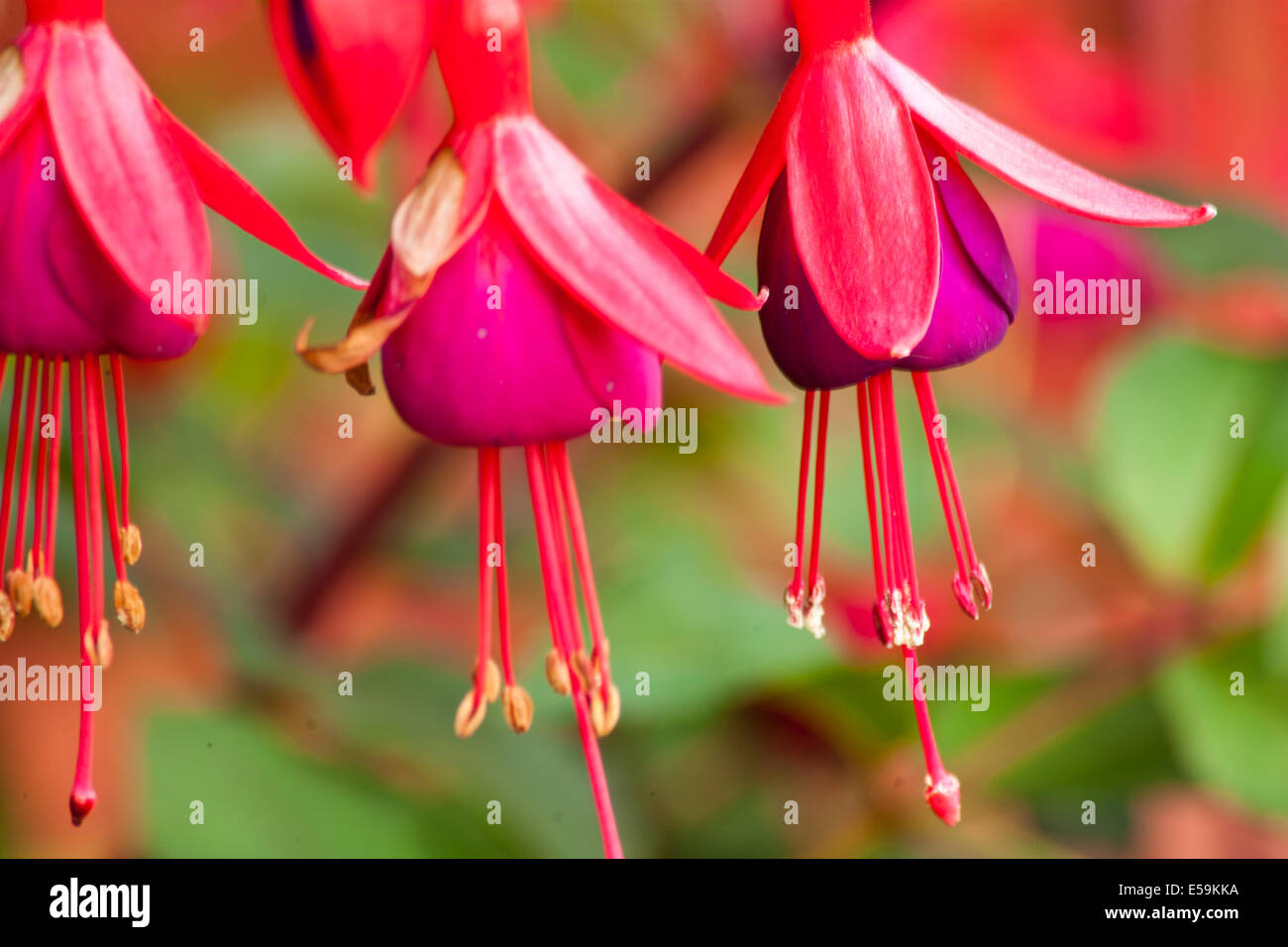 a close up view of the beautiful Fuchsia plant Stock Photo - Alamy