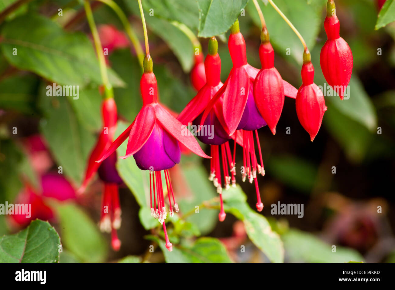 Fuchsia plant hi-res stock photography and images - Alamy