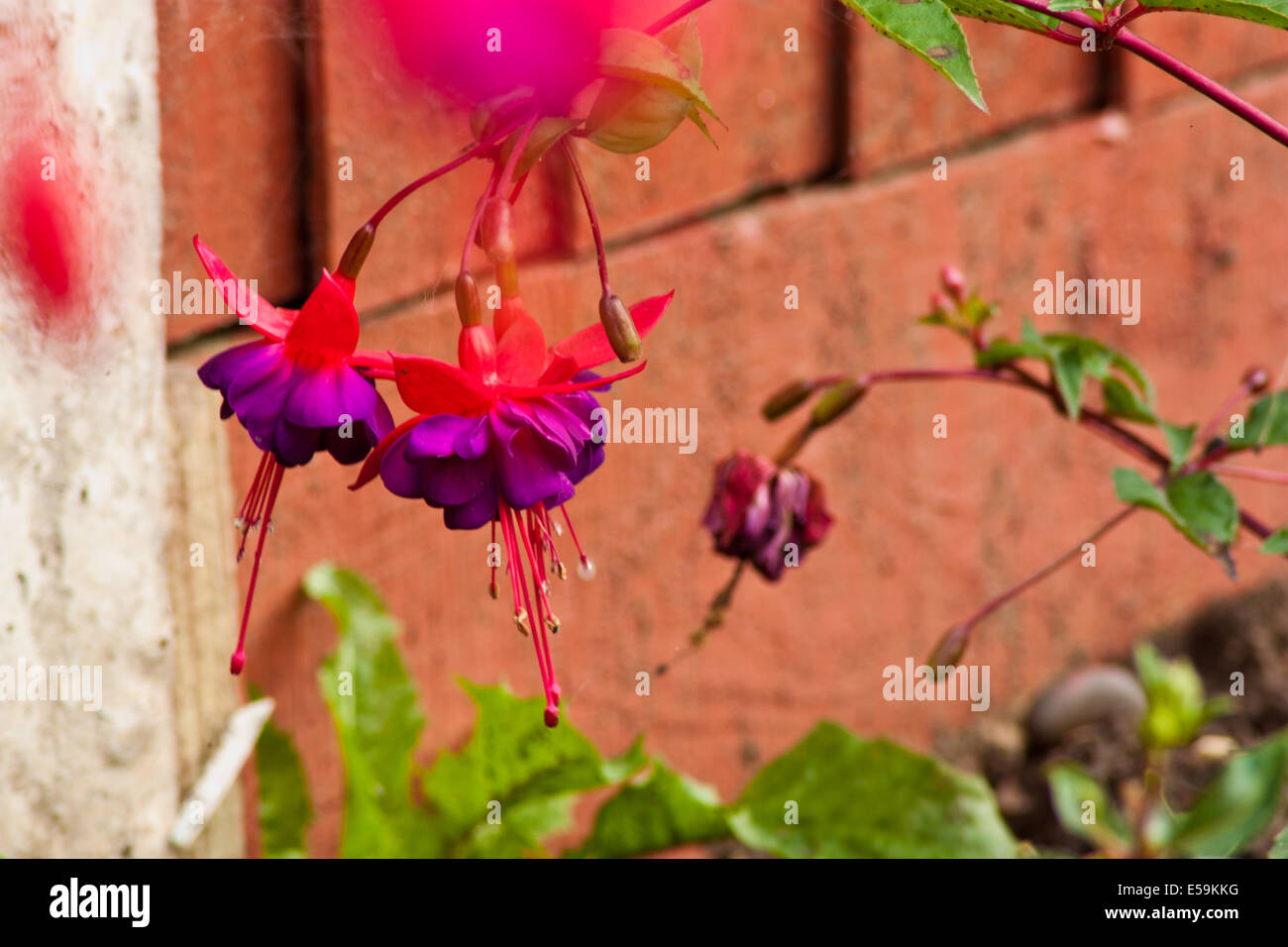 a close up view of the beautiful Fuchsia plant Stock Photo - Alamy