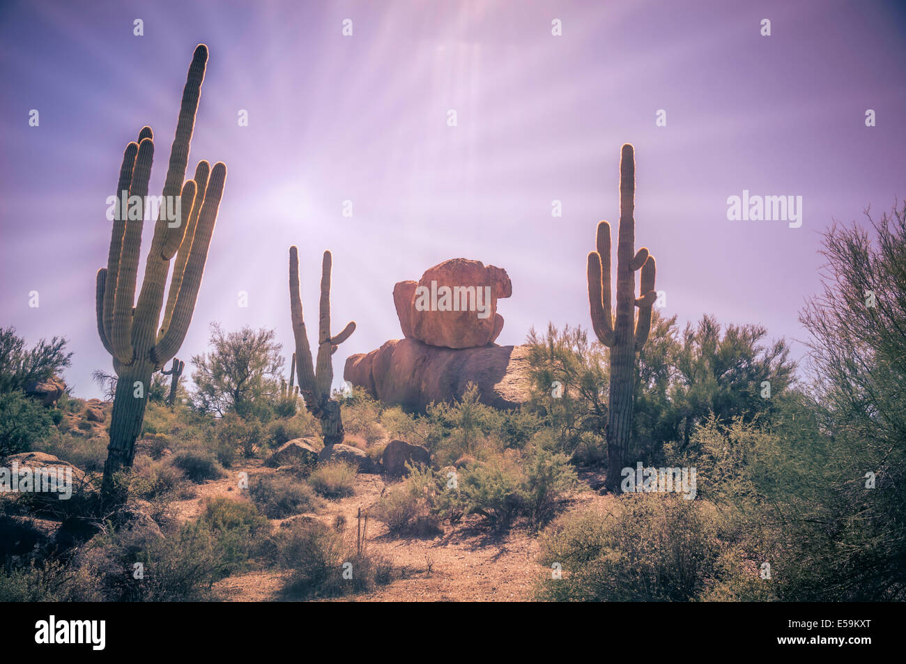 Desert landscape - sun beating down desert with Saguaro Cactus tree and ...