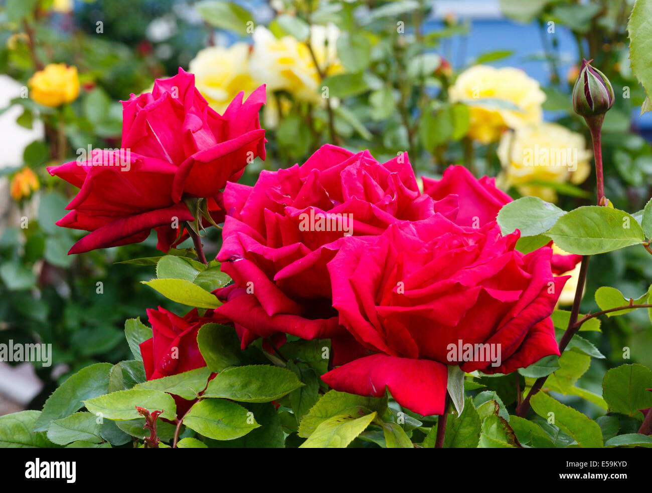 Spring red rose flowers closeup in park Stock Photo - Alamy