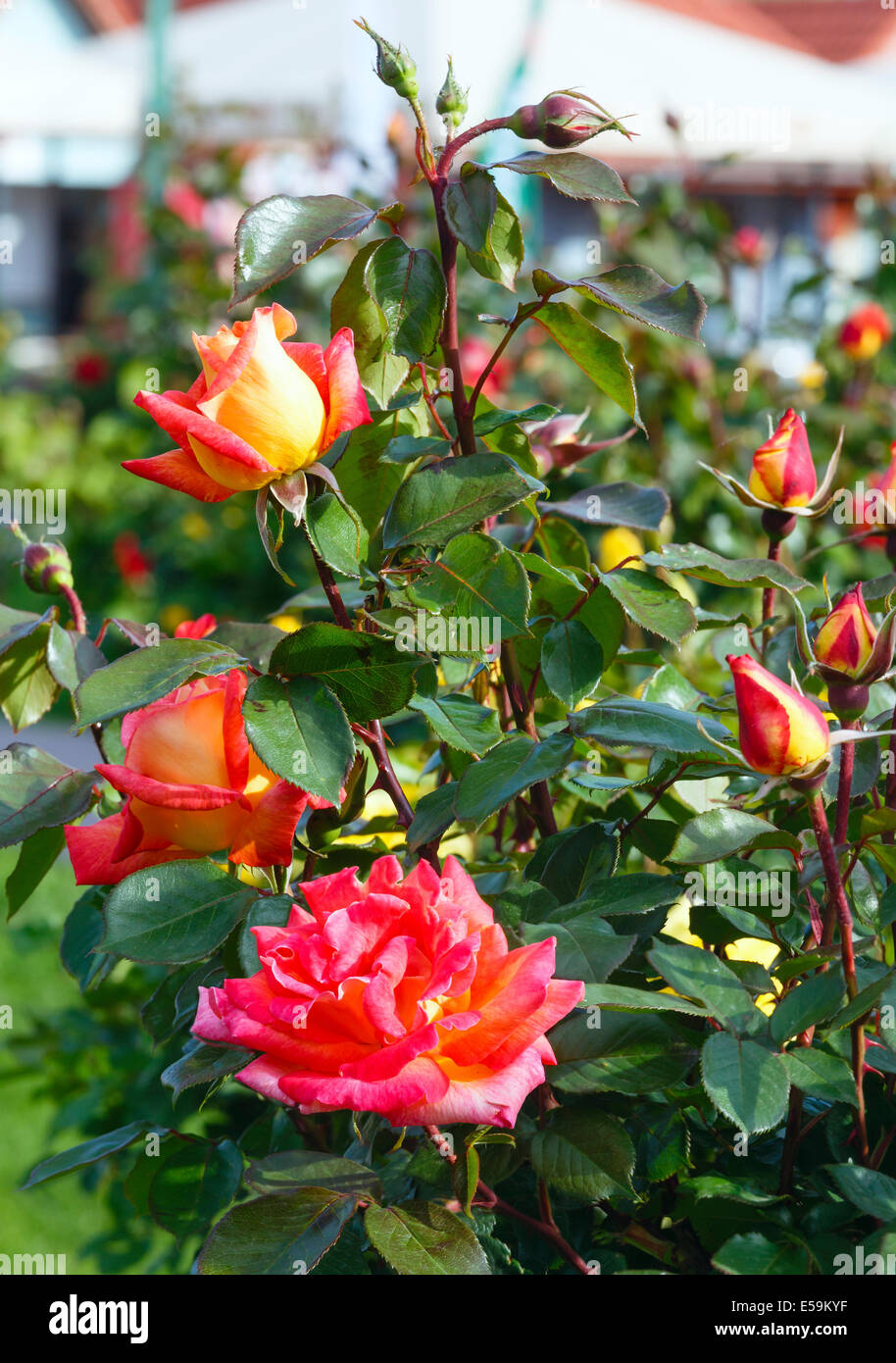 Spring blossoming bush of red rose flowers closeup Stock Photo - Alamy