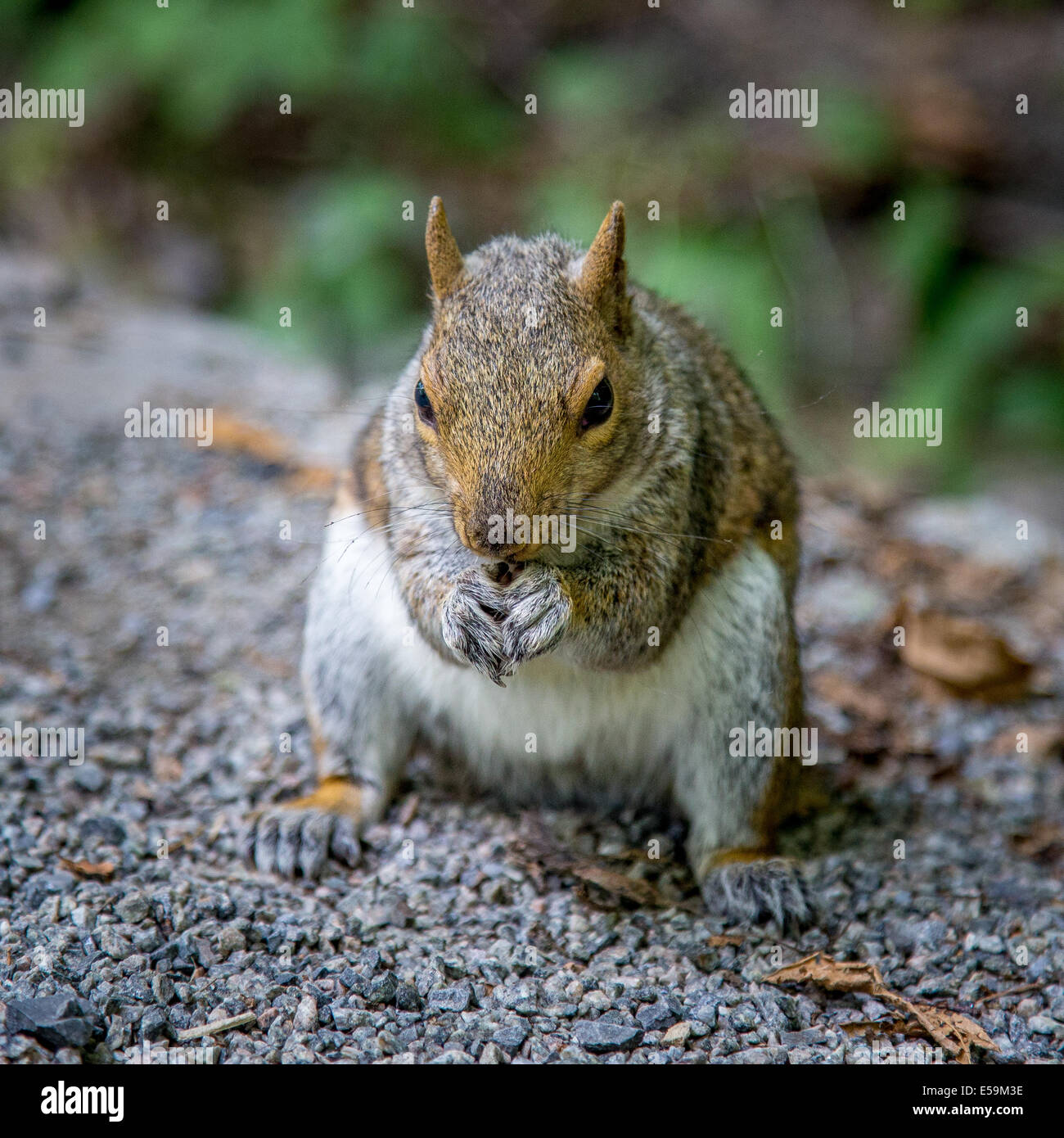 Zoo squirrel animal hi-res stock photography and images - Alamy