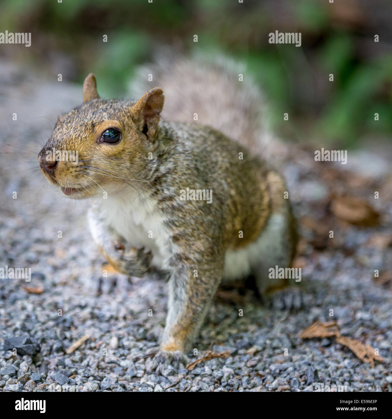 Zoo squirrel animal hi-res stock photography and images - Alamy