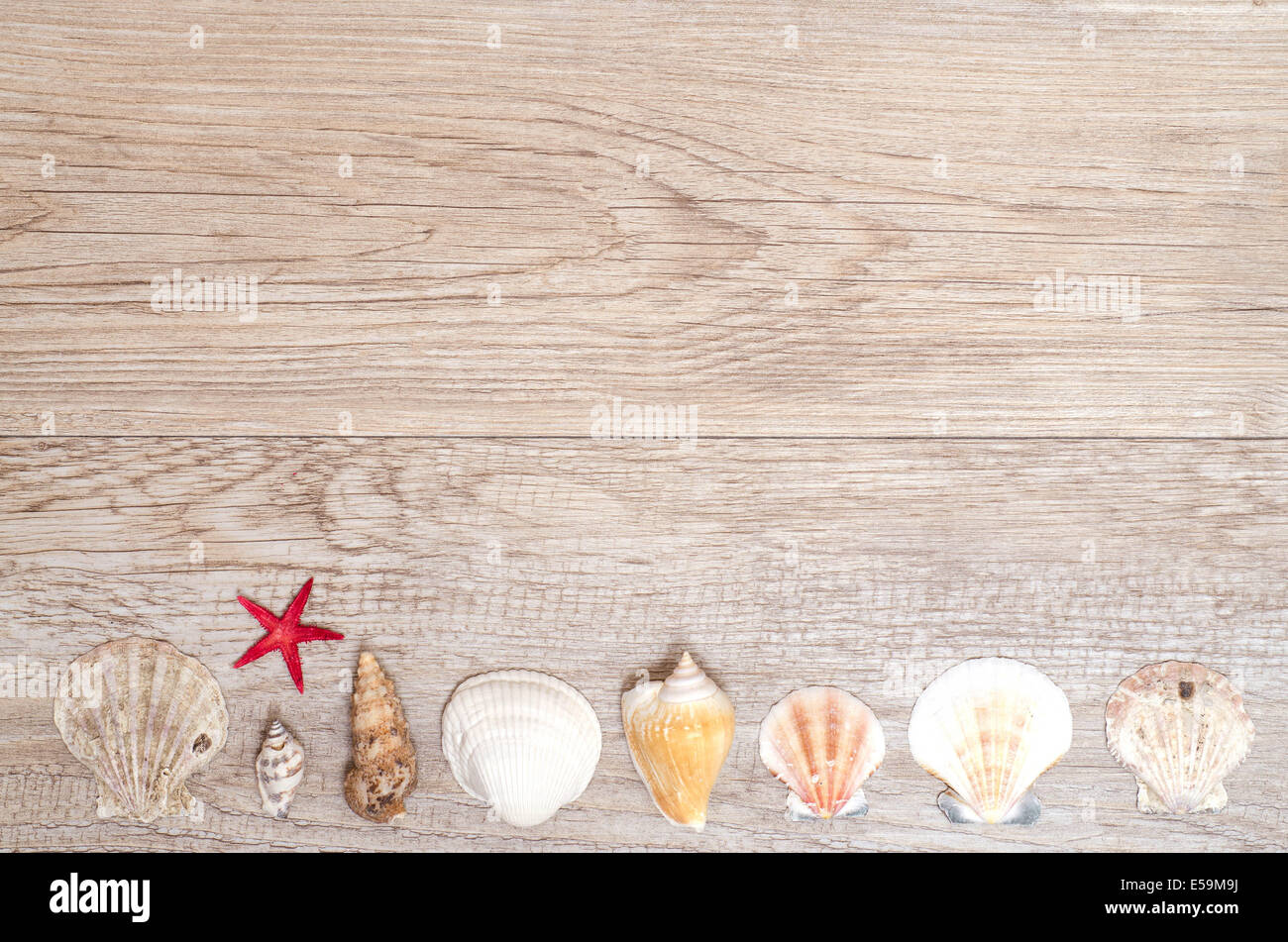 Row sea shells on white hi-res stock photography and images - Alamy