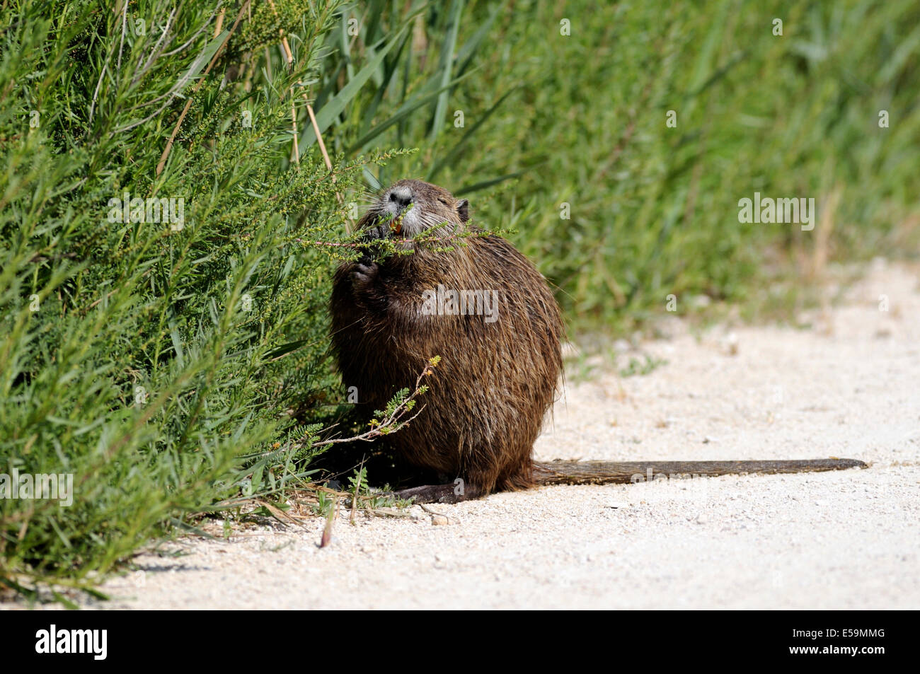 Coypu hi-res stock photography and images - Alamy