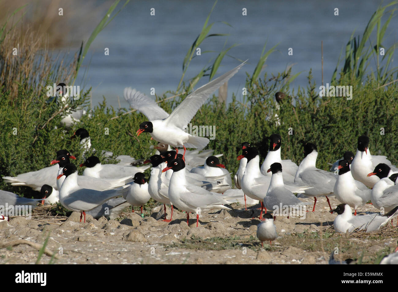 mediterranean gull Larus melanocephalus breeding colony couple calling ...