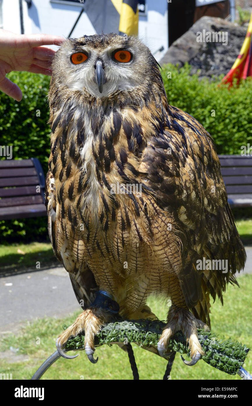 Eurasian eagle owl Latin name Bubo bubo Stock Photo - Alamy