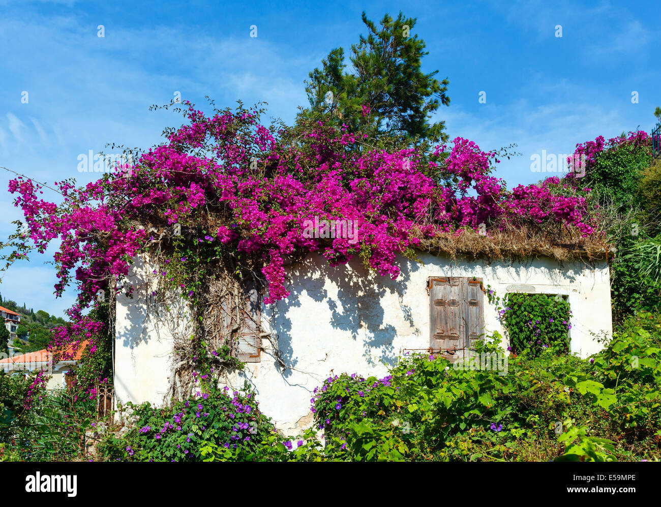 Old house with flowering tree on the roof Stock Photo - Alamy