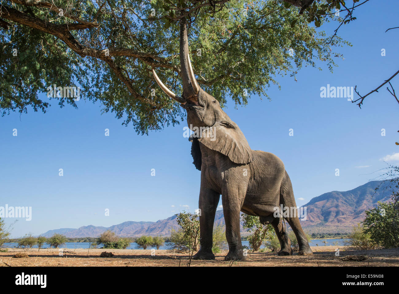 African Elephant reaching up with trunk Stock Photo - Alamy