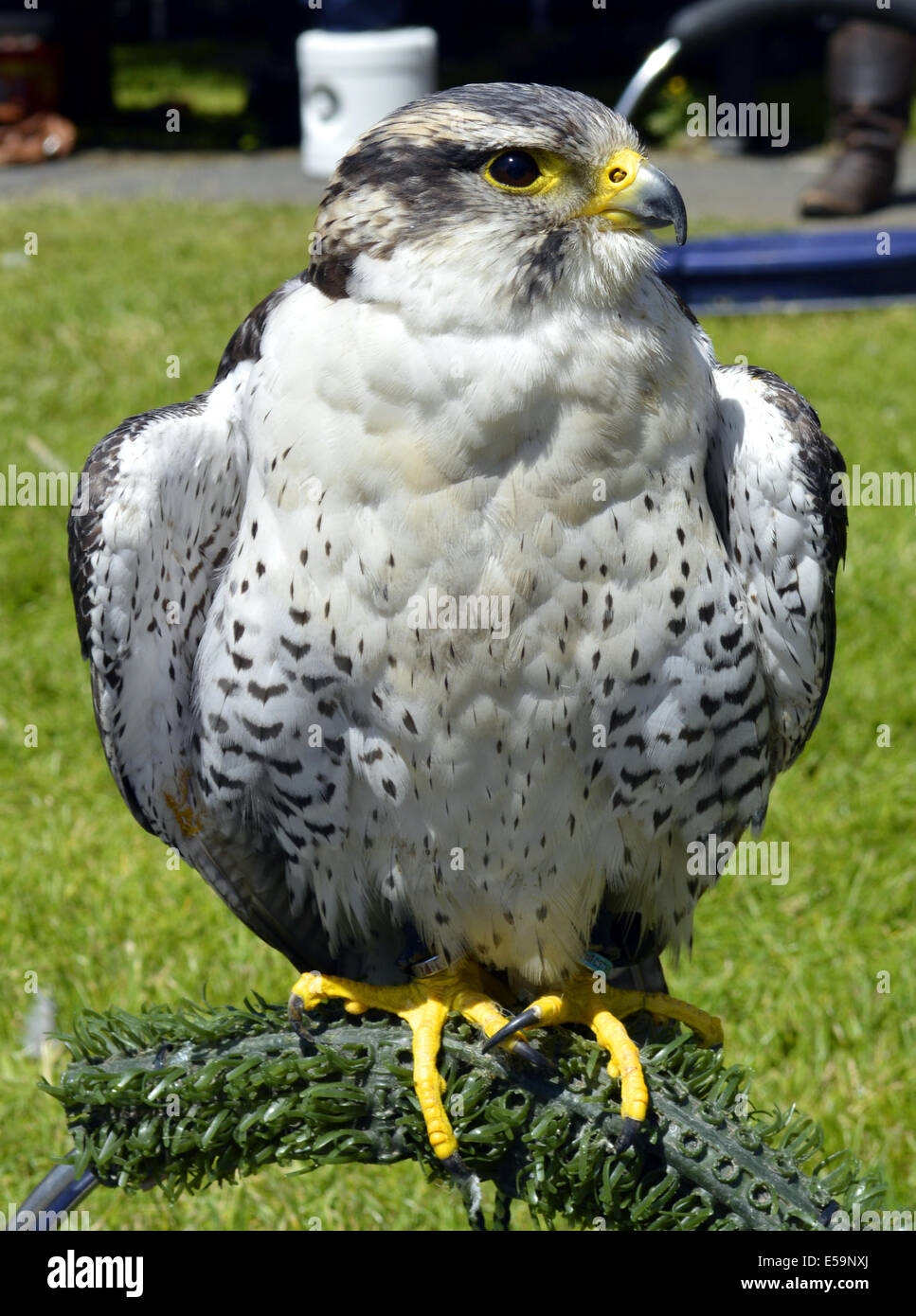 Peregrine falcon Latin name falco peregrinus Stock Photo - Alamy