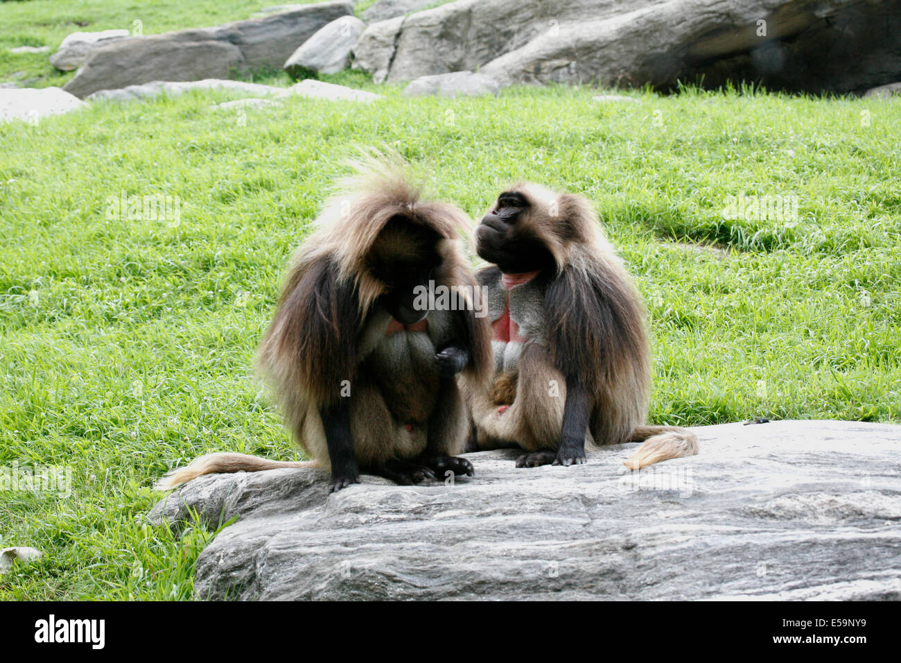 Ethiopian monkey hi-res stock photography and images - Alamy