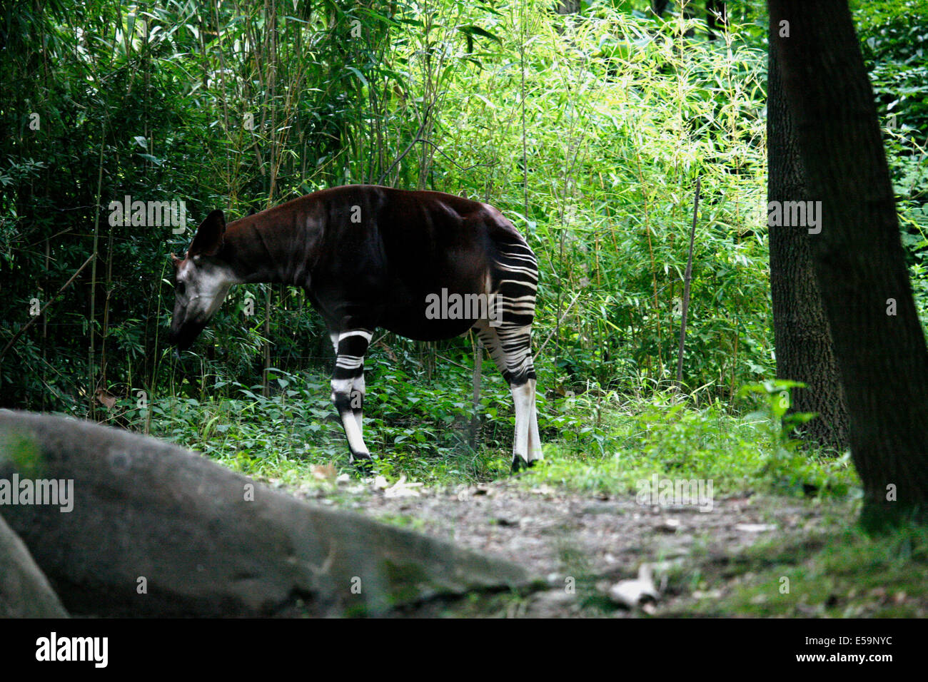 The okapi also known as the forest giraffe or zebra giraffe is a mammal ...
