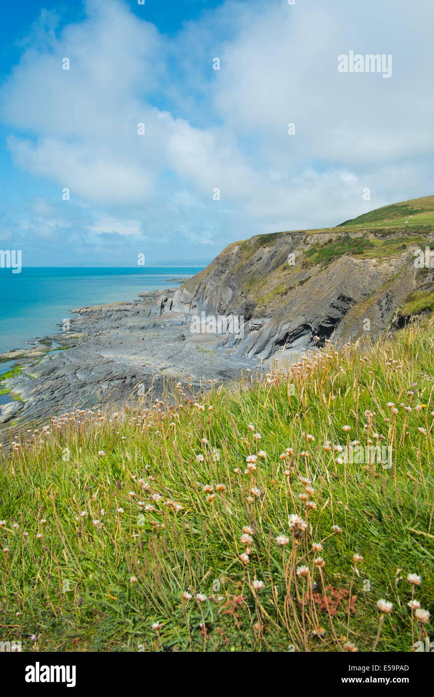 Welsh wild flowers hi-res stock photography and images - Alamy