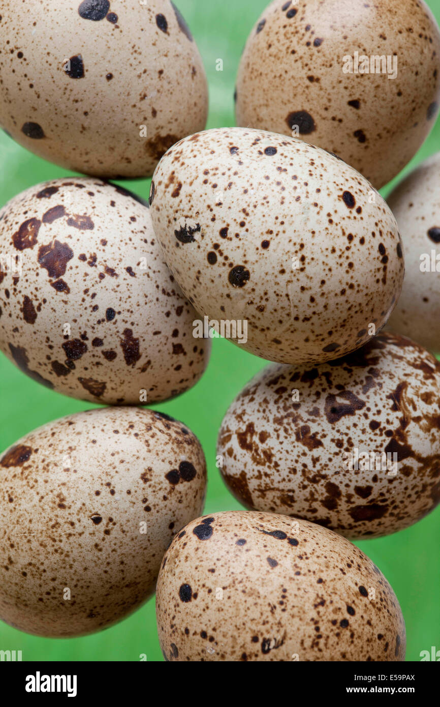 Eggs texture hi-res stock photography and images - Alamy