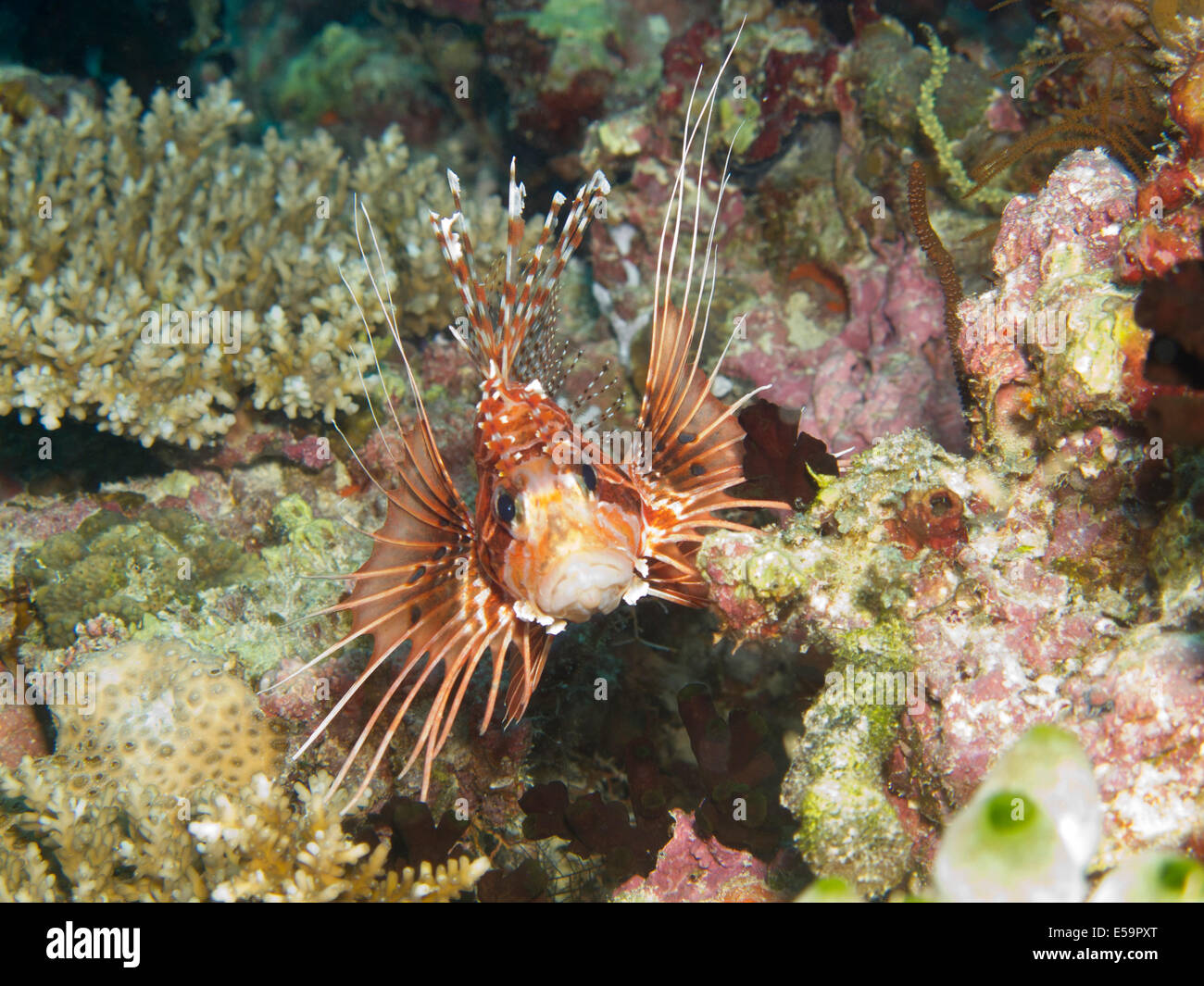 Lion fish staring in Maldives coral reef Stock Photo - Alamy