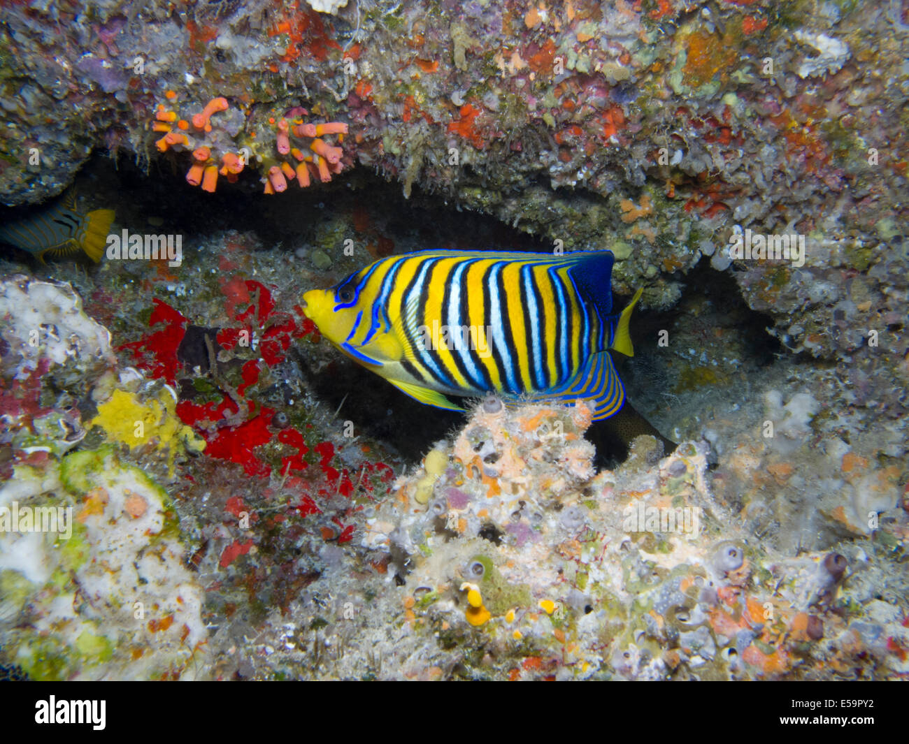 Angelfish in a colourful background in Maldives Stock Photo - Alamy