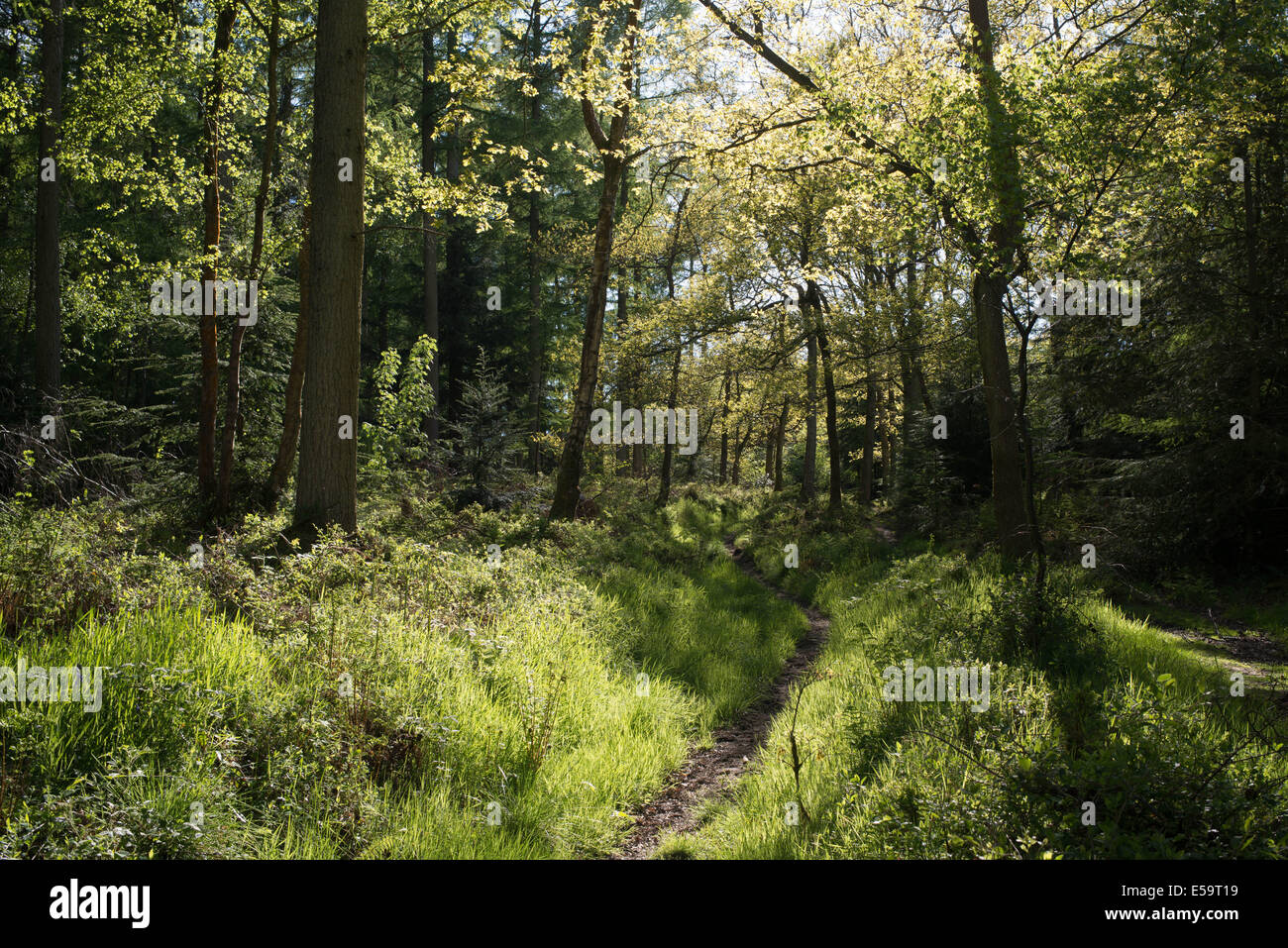 Walking path in deciduous forest hi-res stock photography and images ...