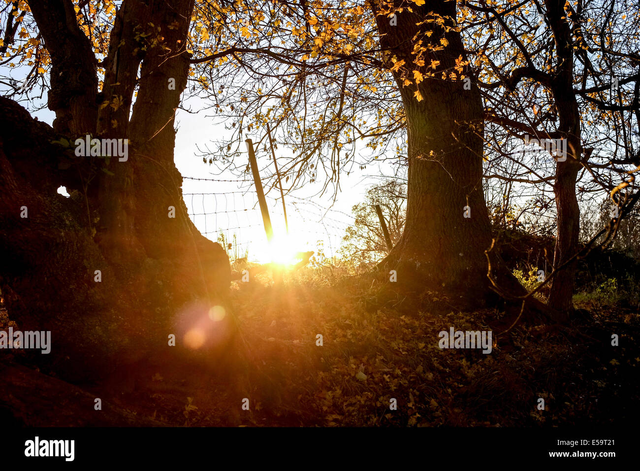Sunset shining through trees Stock Photo - Alamy