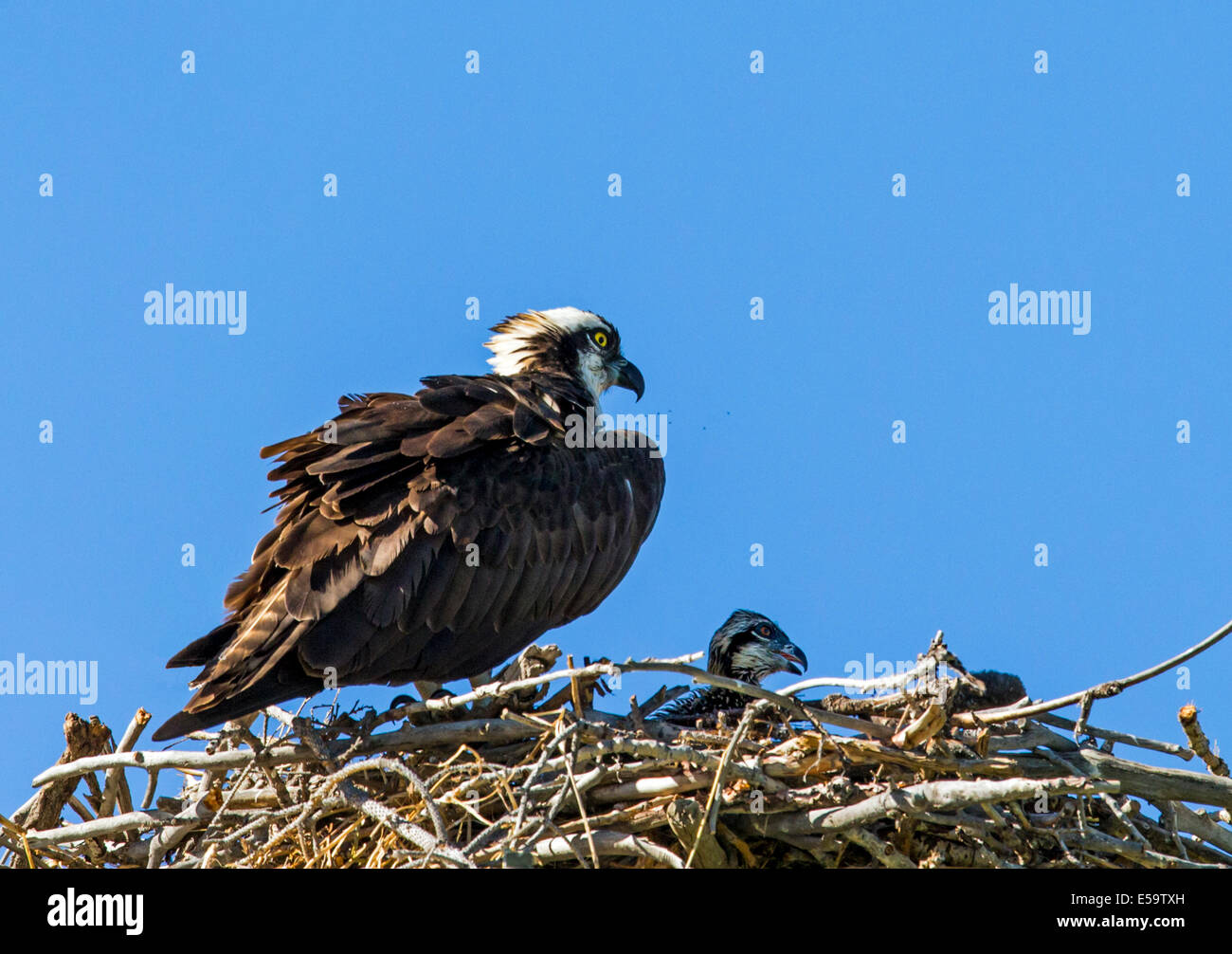 Adult Osprey & young on nest, Pandion haliaetus, sea hawk, fish eagle ...