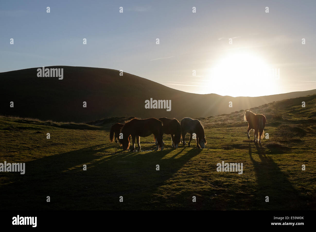 Wandering horse hi-res stock photography and images - Alamy