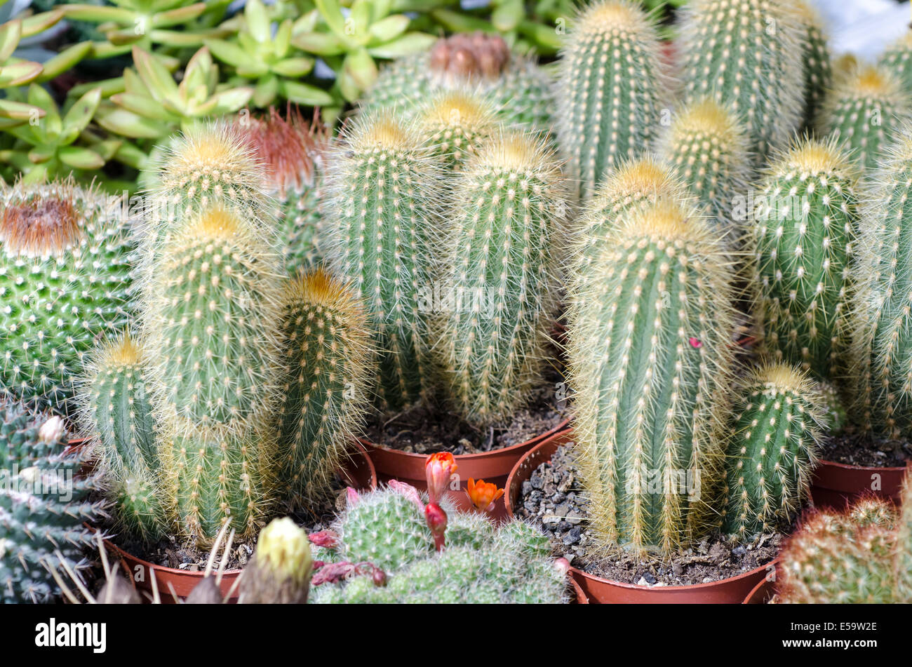 Cactus plants on vase in a market of plants Stock Photo - Alamy