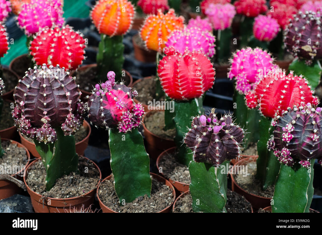 Cactus plants on vase in a market of plants Stock Photo - Alamy