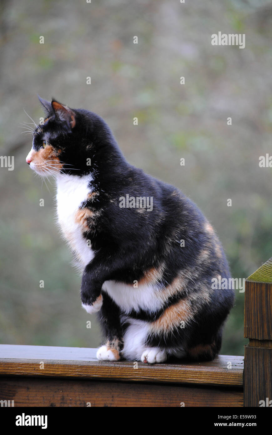 Cat paw raised hi-res stock photography and images - Alamy