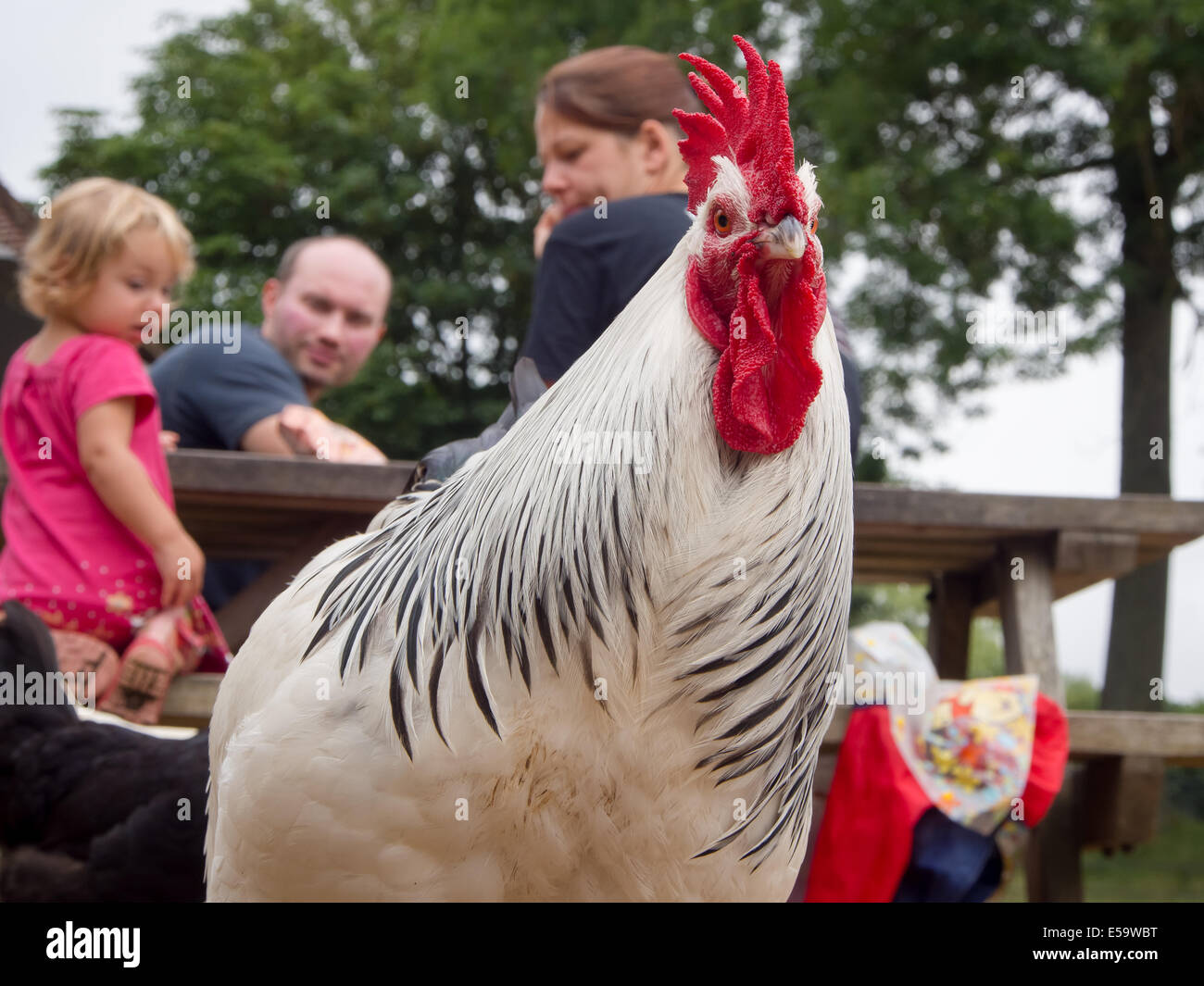 Father chicken hi-res stock photography and images - Alamy