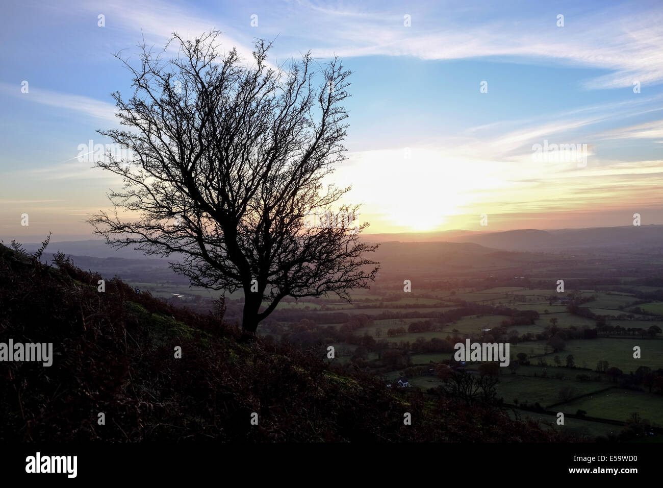 Silhouette of a tree overlooking the Long Mynd, Shropshire Hills Stock ...