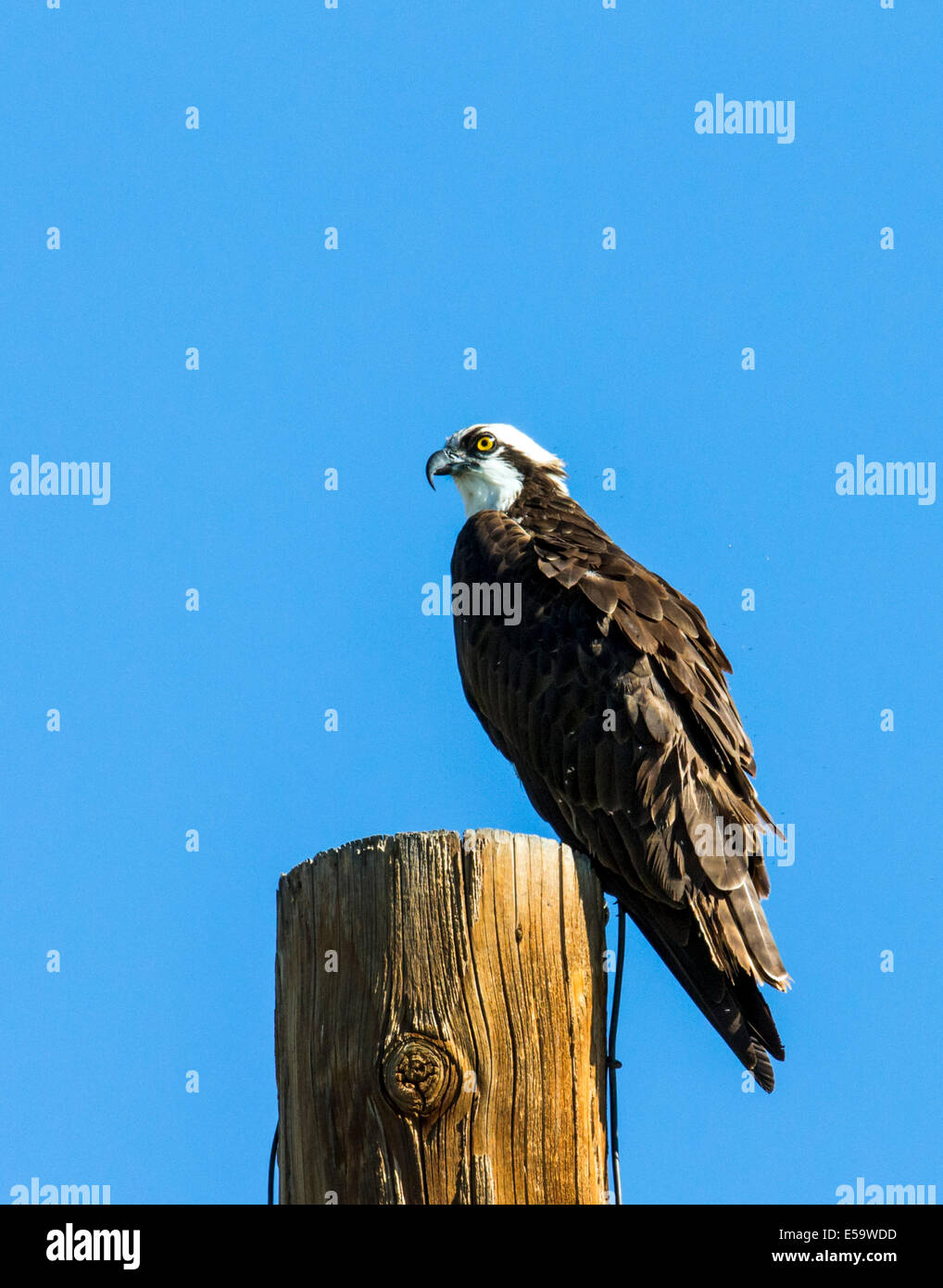 Osprey on pole, Pandion haliaetus, sea hawk, fish eagle, river hawk ...