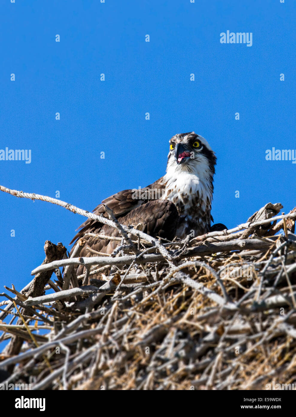 Osprey on nest, Pandion haliaetus, sea hawk, fish eagle, river hawk ...