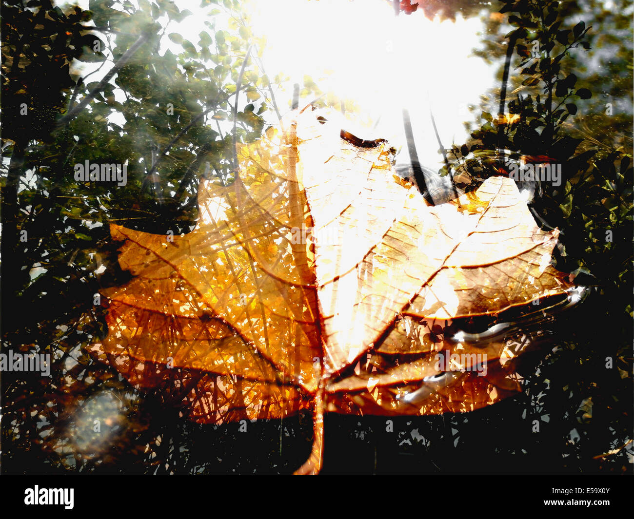 Autumn leaf under water overlay onto another image Stock Photo - Alamy