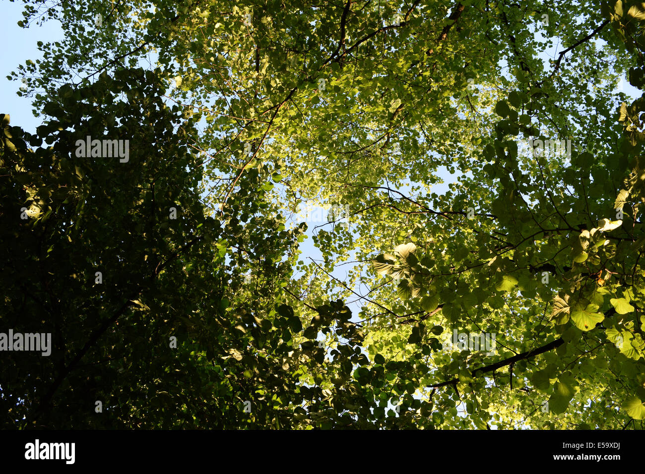 Overhead tree hi-res stock photography and images - Alamy