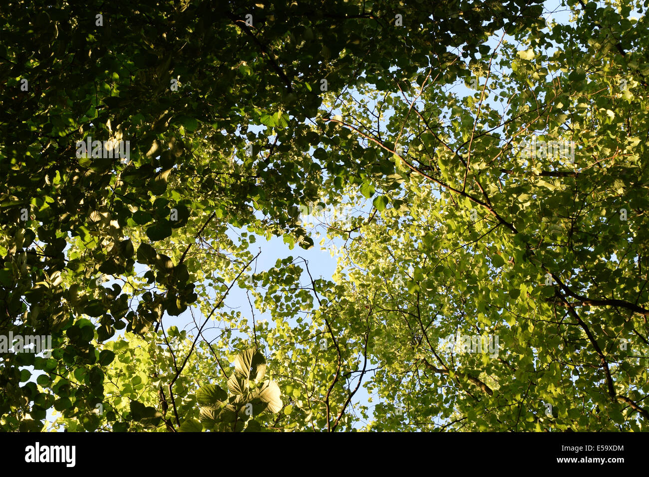 Cover tree hi-res stock photography and images - Alamy