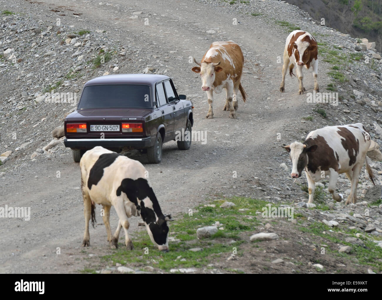 Cow driving car hi-res stock photography and images - Alamy