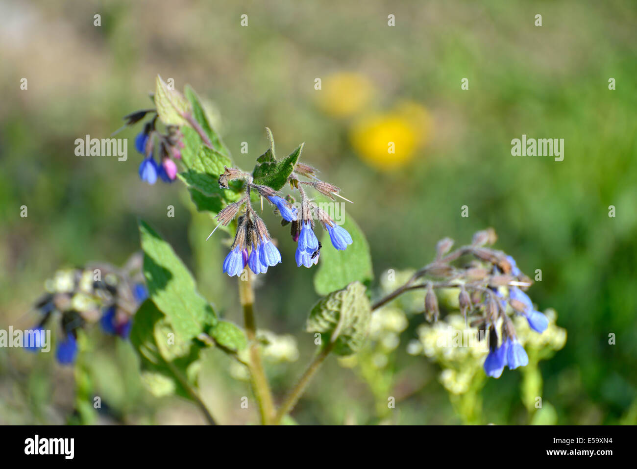 Wildflowers, Caucasus Mountains, Azerbaijan Stock Photo - Alamy