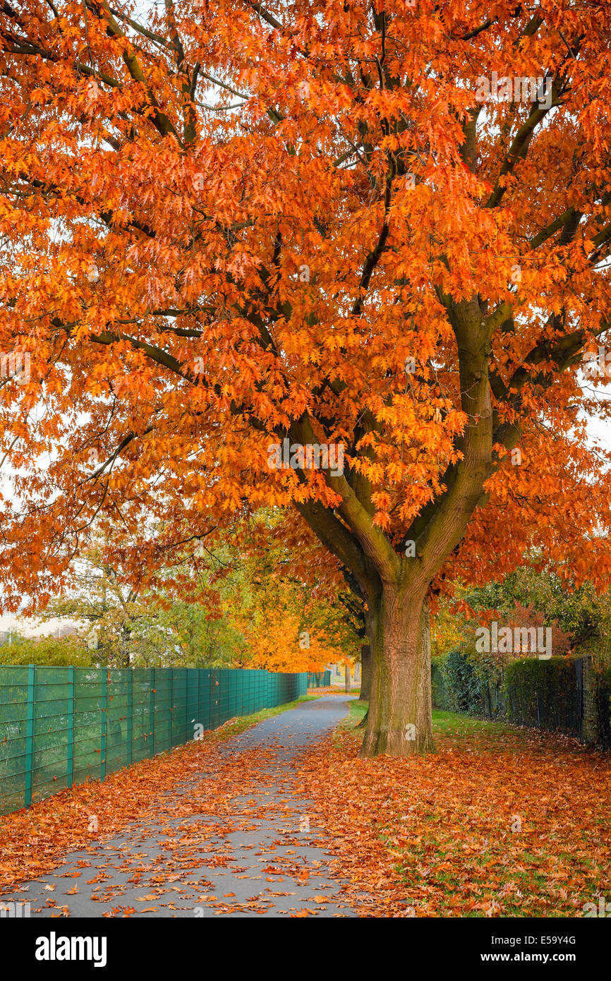 Red autumn oak tree Stock Photo - Alamy