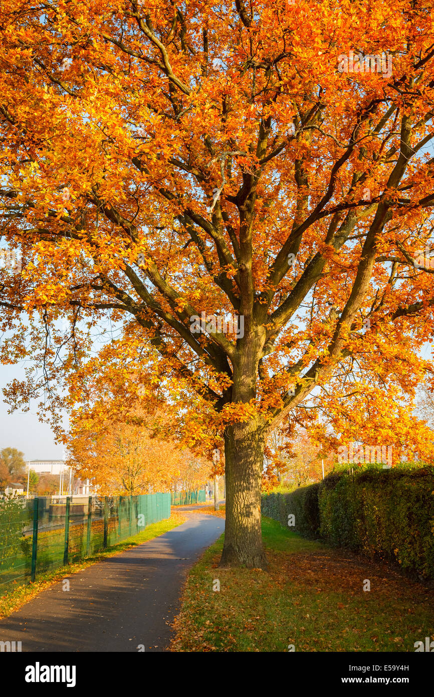 Red autumn oak tree Stock Photo - Alamy