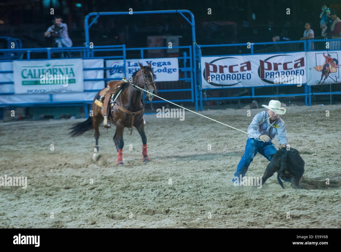 Cowboys Participating in a Calf roping Competition at the Helldorado ...
