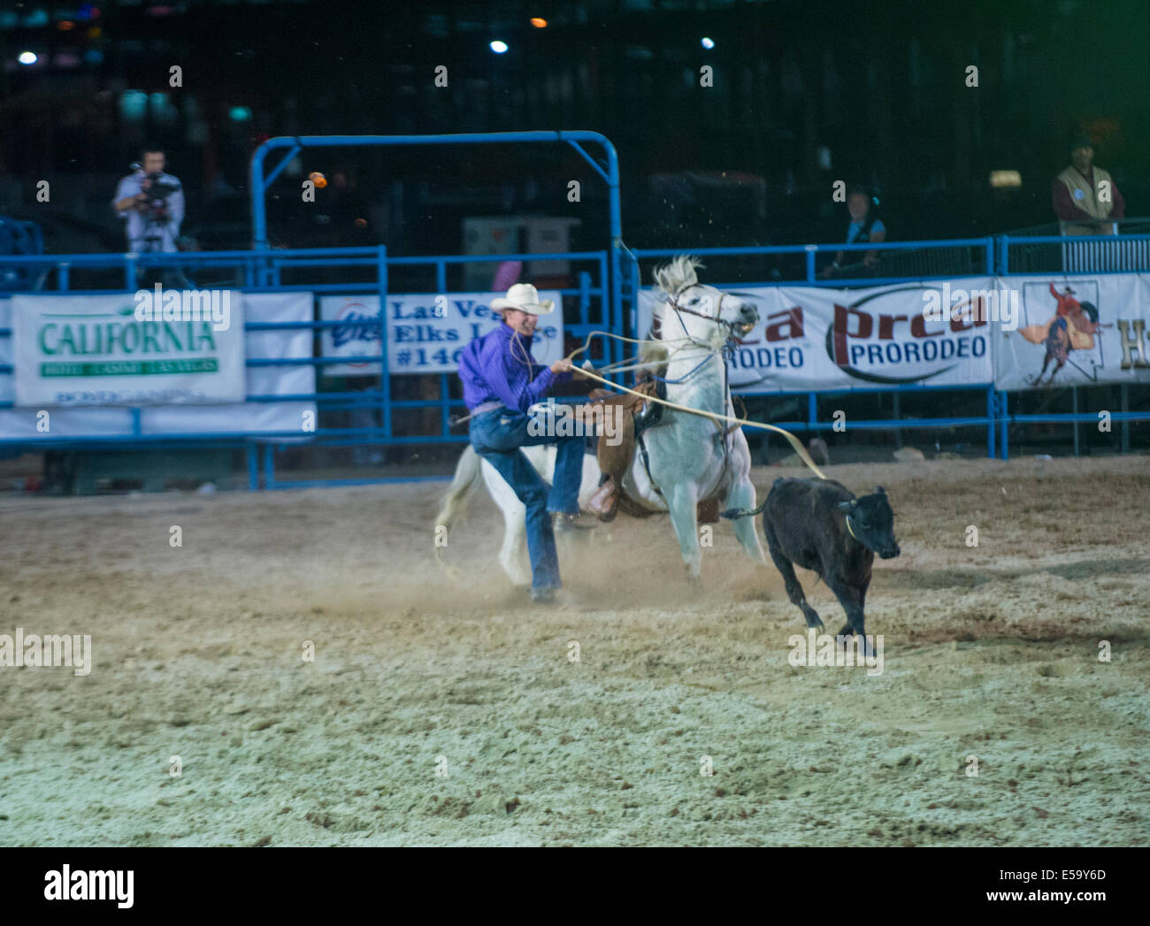Cowboys Participating in a Calf roping Competition at the Helldorado ...