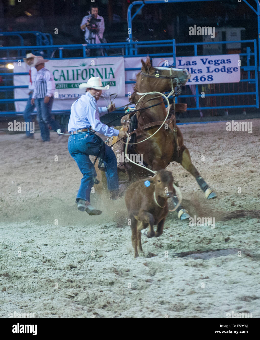 Cowboys Participating in a Calf roping Competition at the Helldorado ...