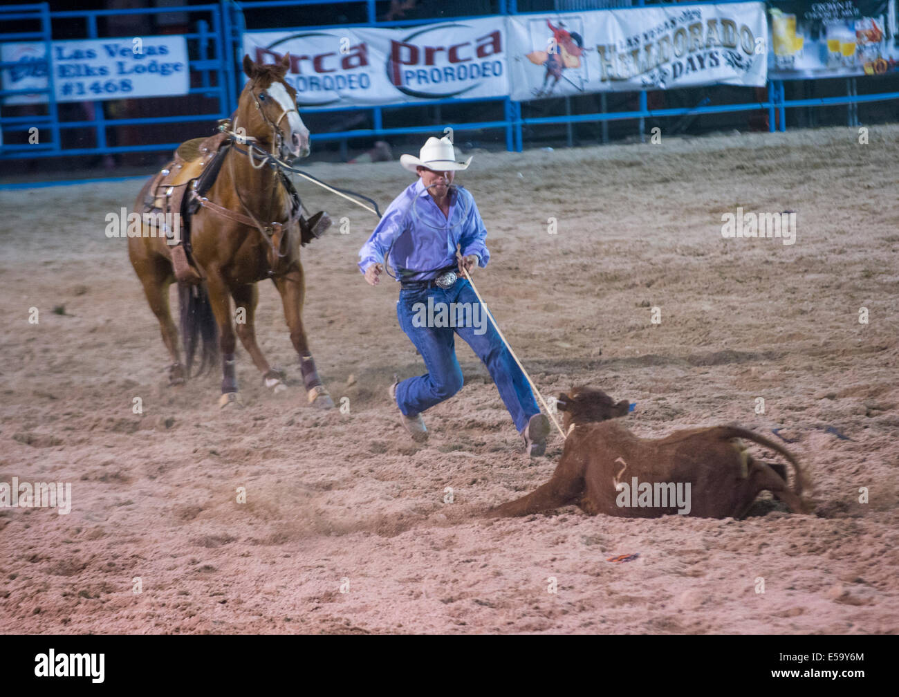 Cowboys Participating in a Calf roping Competition at the Helldorado ...