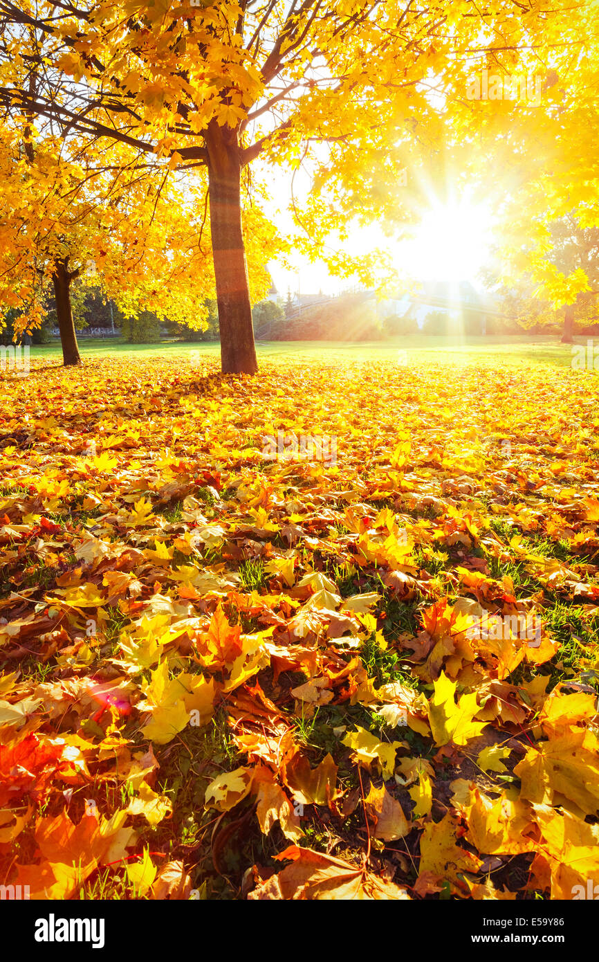 Sunny autumn foliage Stock Photo - Alamy