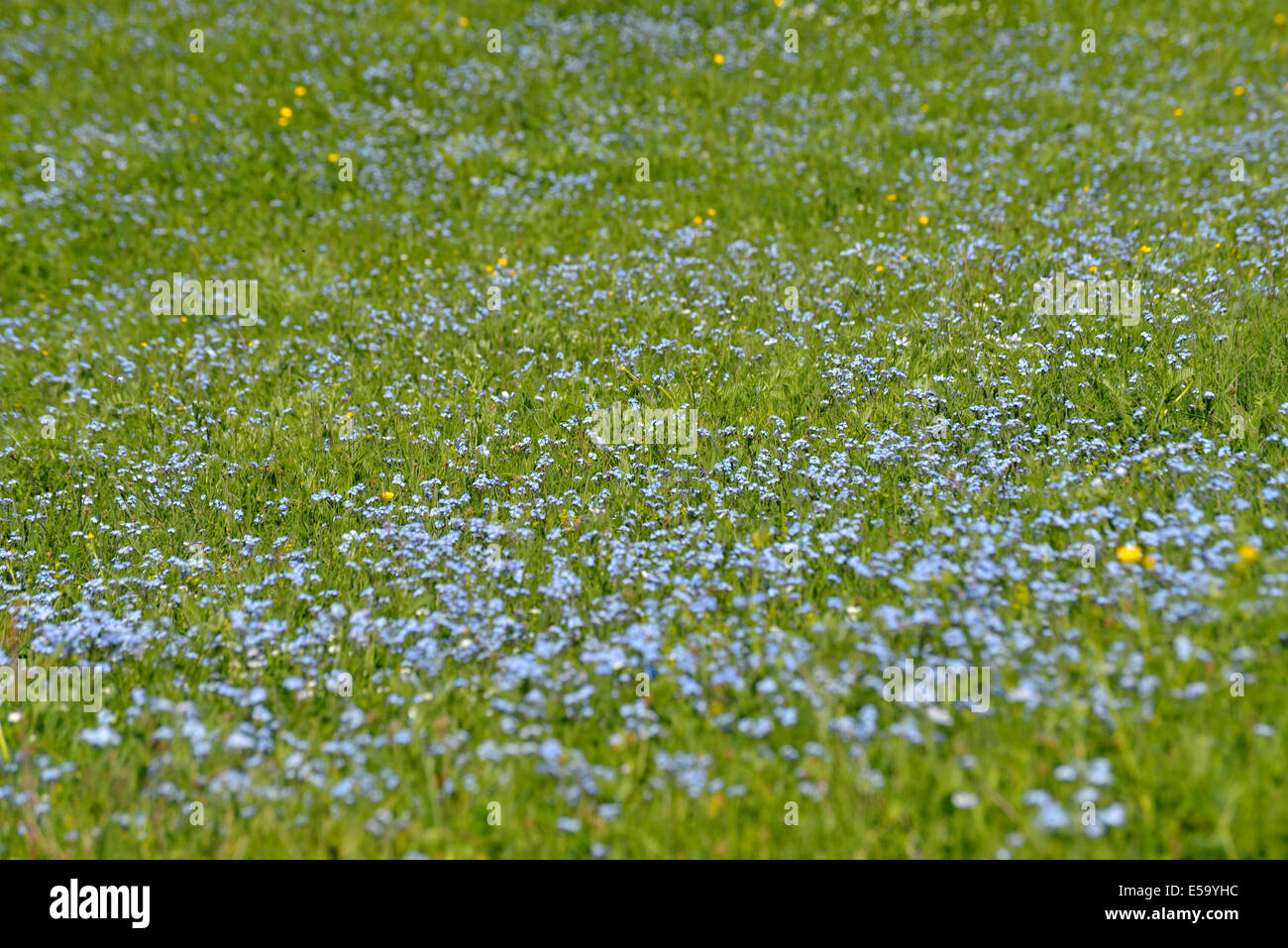 Wildflowers, Caucasus Mountains, Azerbaijan Stock Photo - Alamy