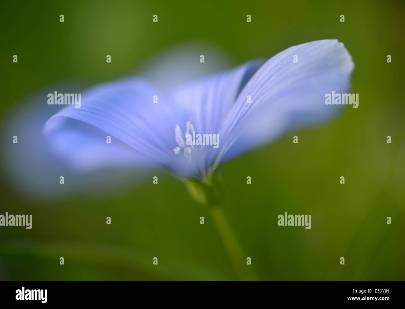 Wild flower, Caucasus Mountains, Azerbaijan Stock Photo - Alamy