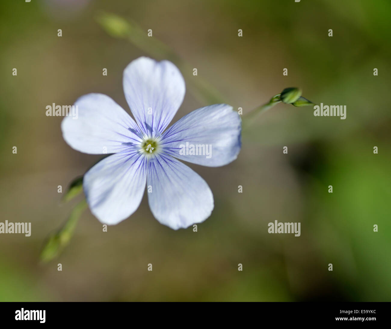 Wildflowers caucasus mountains azerbaijan hi-res stock photography and ...